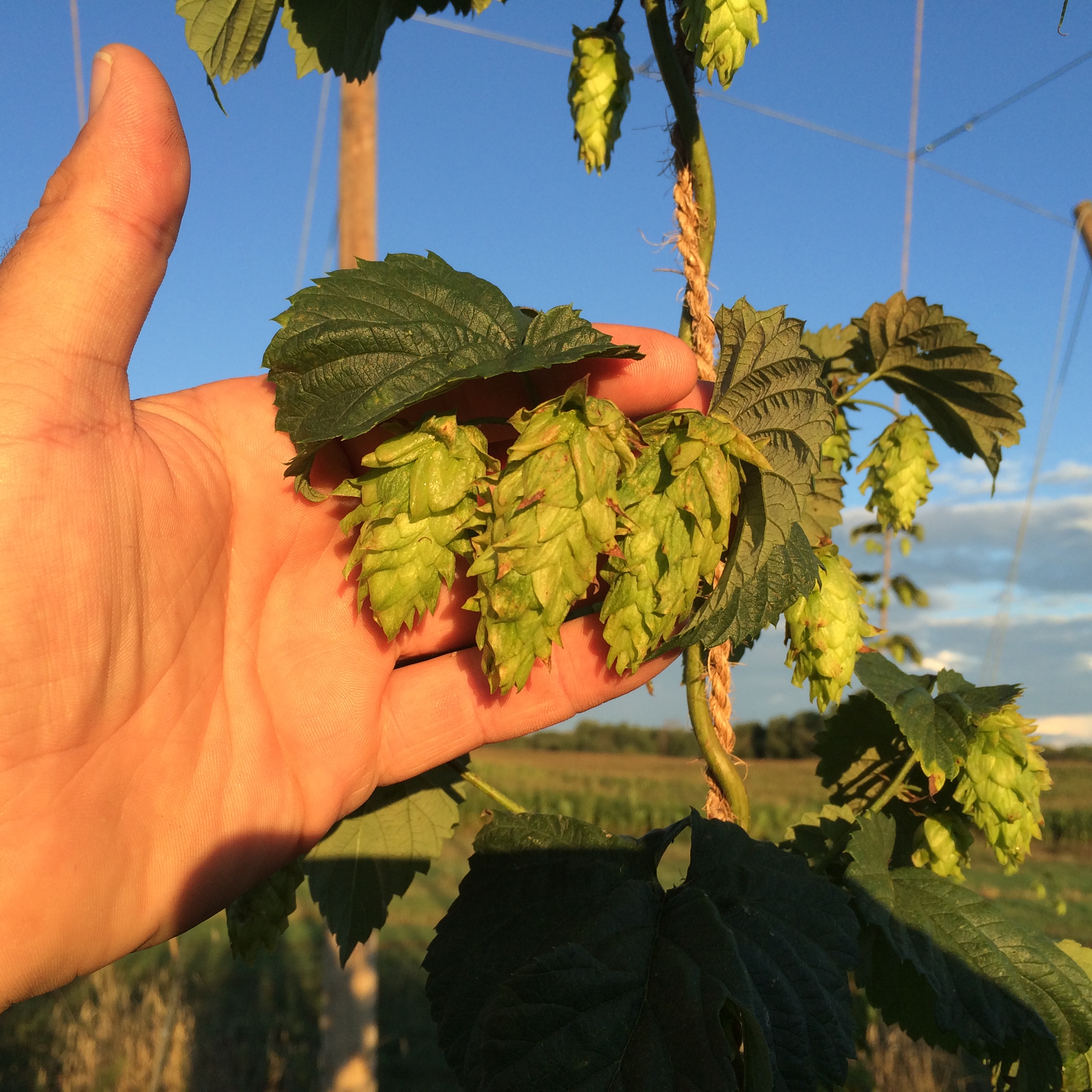 What We Farm – Twisted Bine Hops Yard, LLC