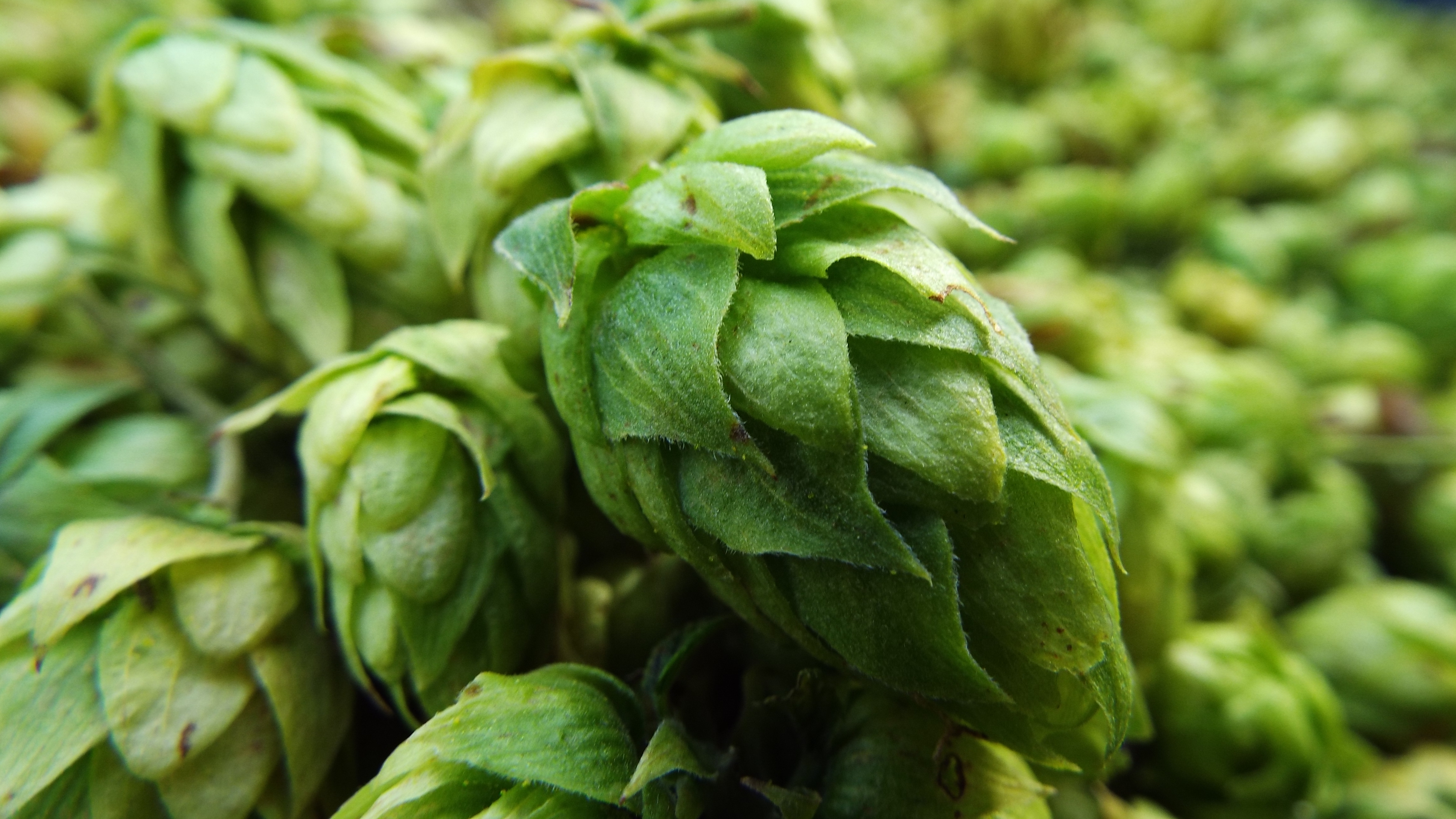 What We Farm – Twisted Bine Hops Yard, LLC