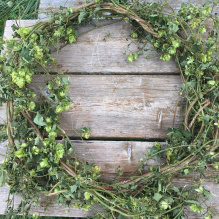 What We Sell – Twisted Bine Hops Yard, LLC